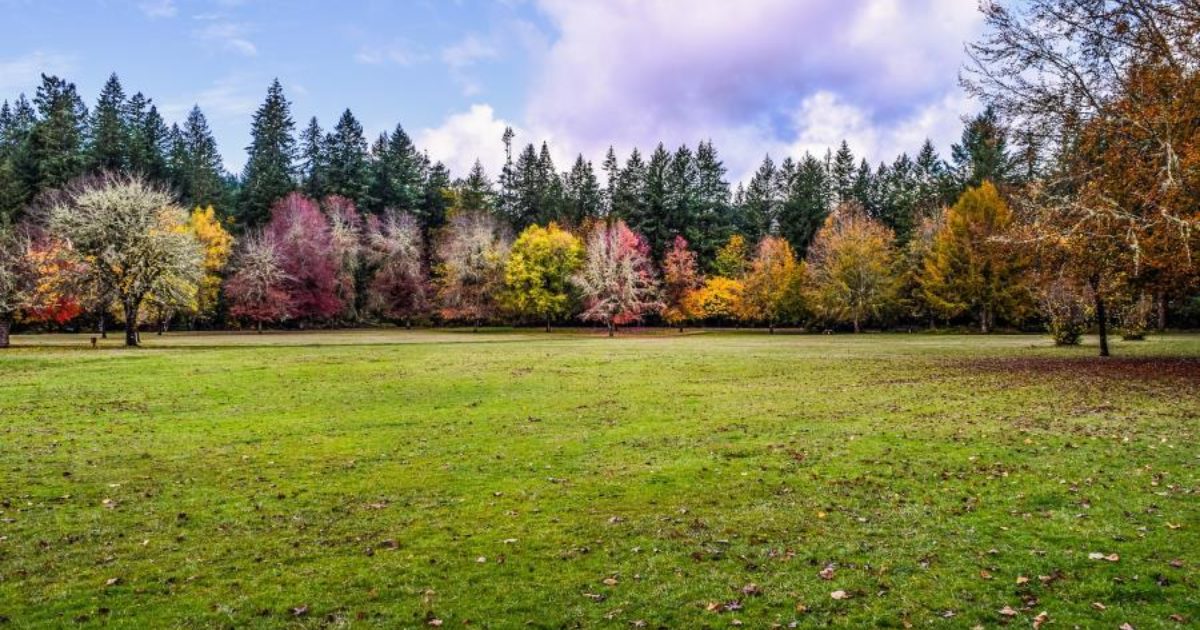 Preparing Your Lawn for Winter: Fall Fertilization Guide