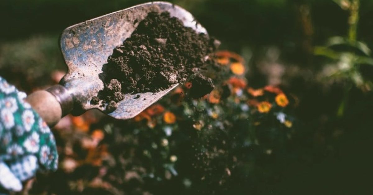How to Spot Nutrient Deficiency in Your Lawn