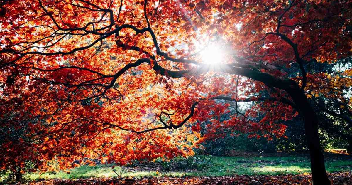 Why Your Trees Need a Fall Check-Up for Pests & Disease