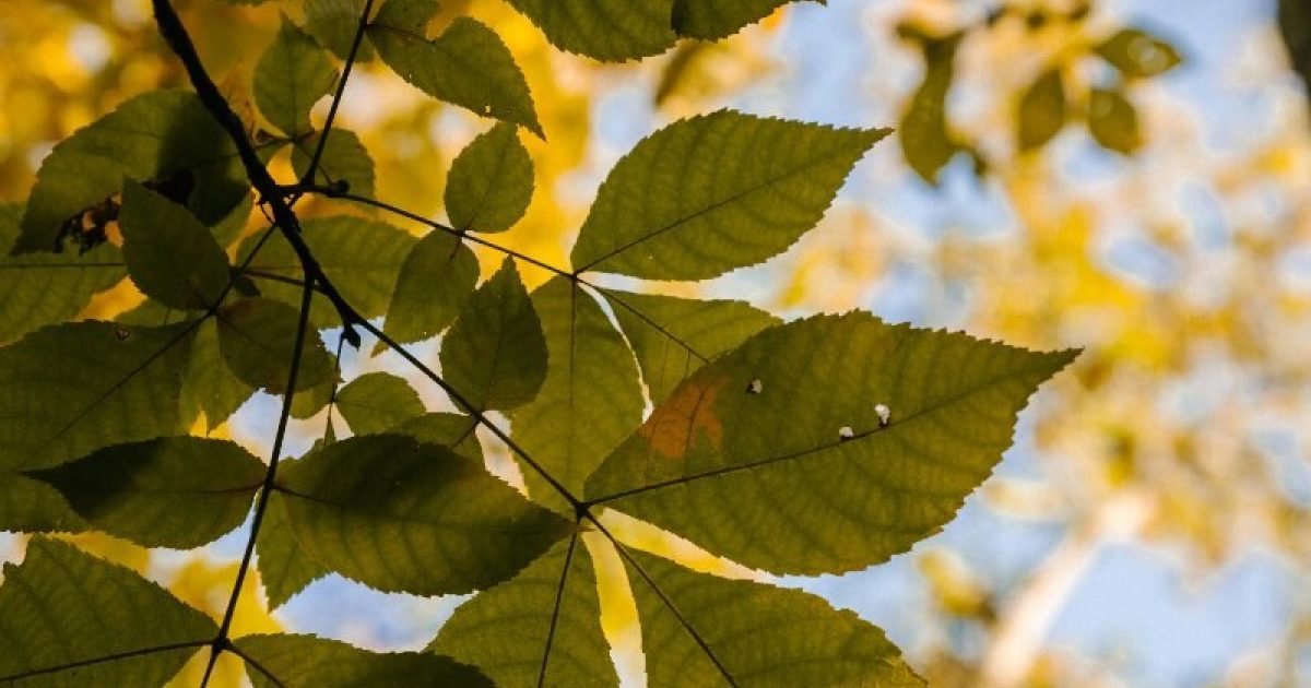 Emerald Ash Borer - Calgary's Enemy #1 for Ash Trees