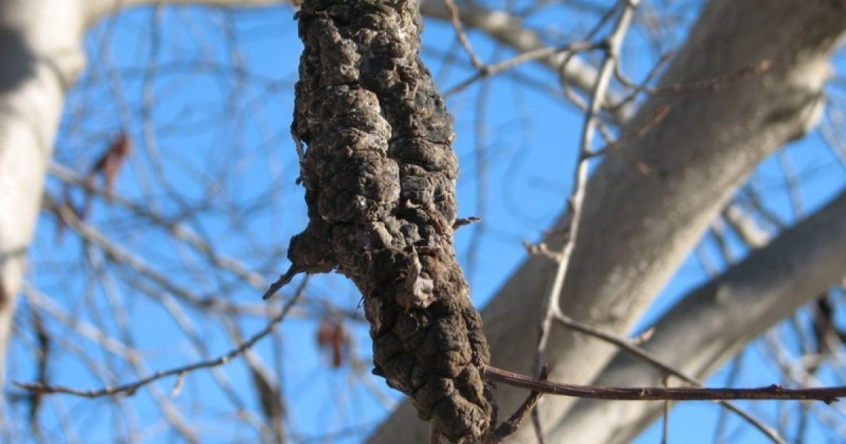 How to Identify & Manage Black Knot Fungus on Trees