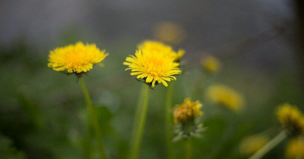 Most Common Weeds in Alberta Lawns & Tips to Manage Them