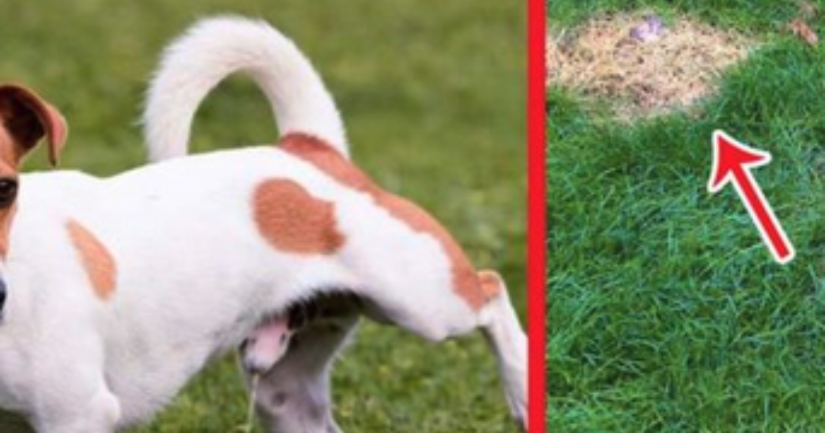 Green Drop's Tips: How to Fix Dog Spots on Lawn