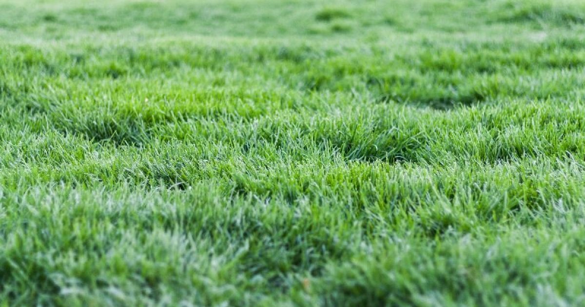 Aeration: The Why, How & When of Lawn Aeration - Guide