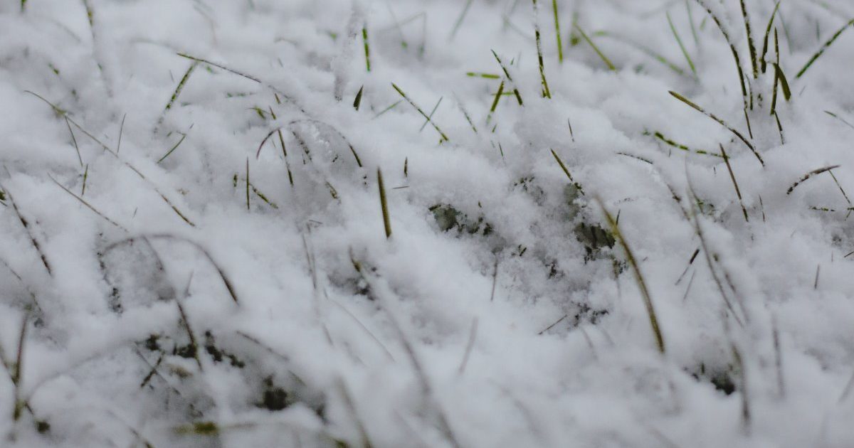 How Snow Affects Your Lawn in Winter - Green Drop Guide