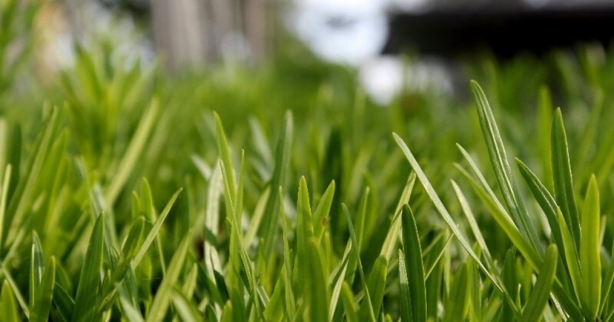 Everything You Need to Know About Grass Recycling