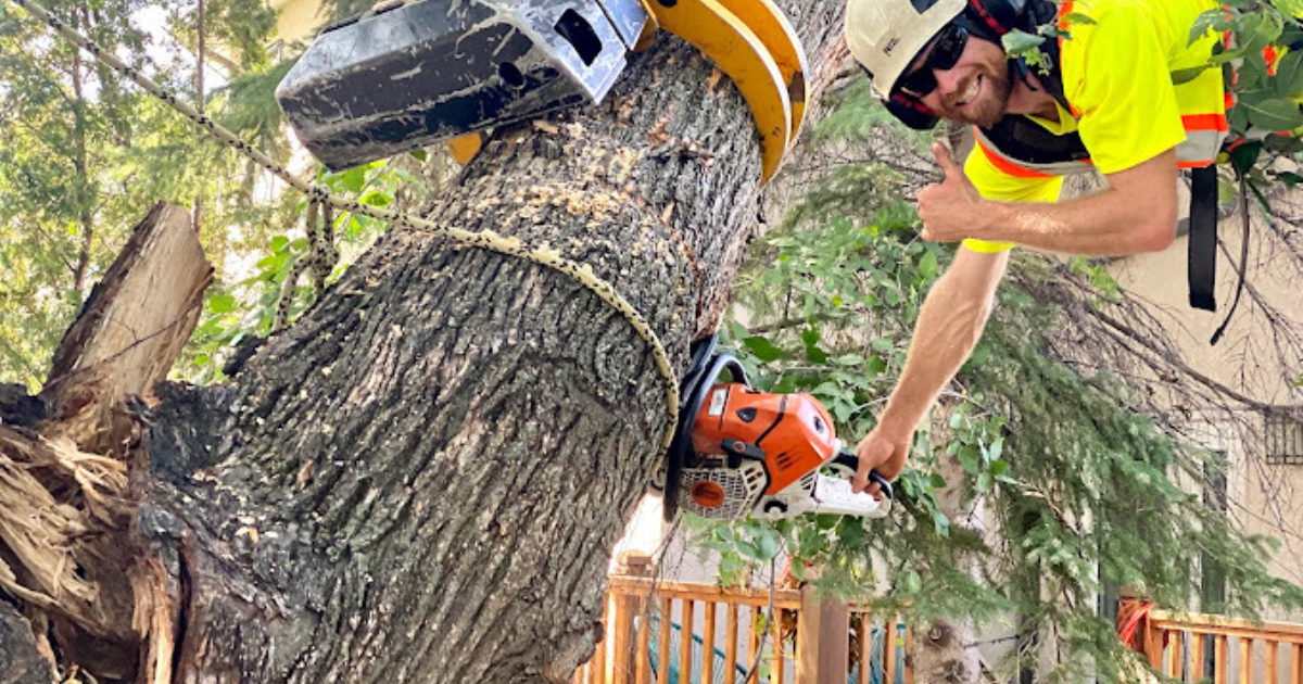 6 Reasons To Hire A Professional For Residential Tree Care Services