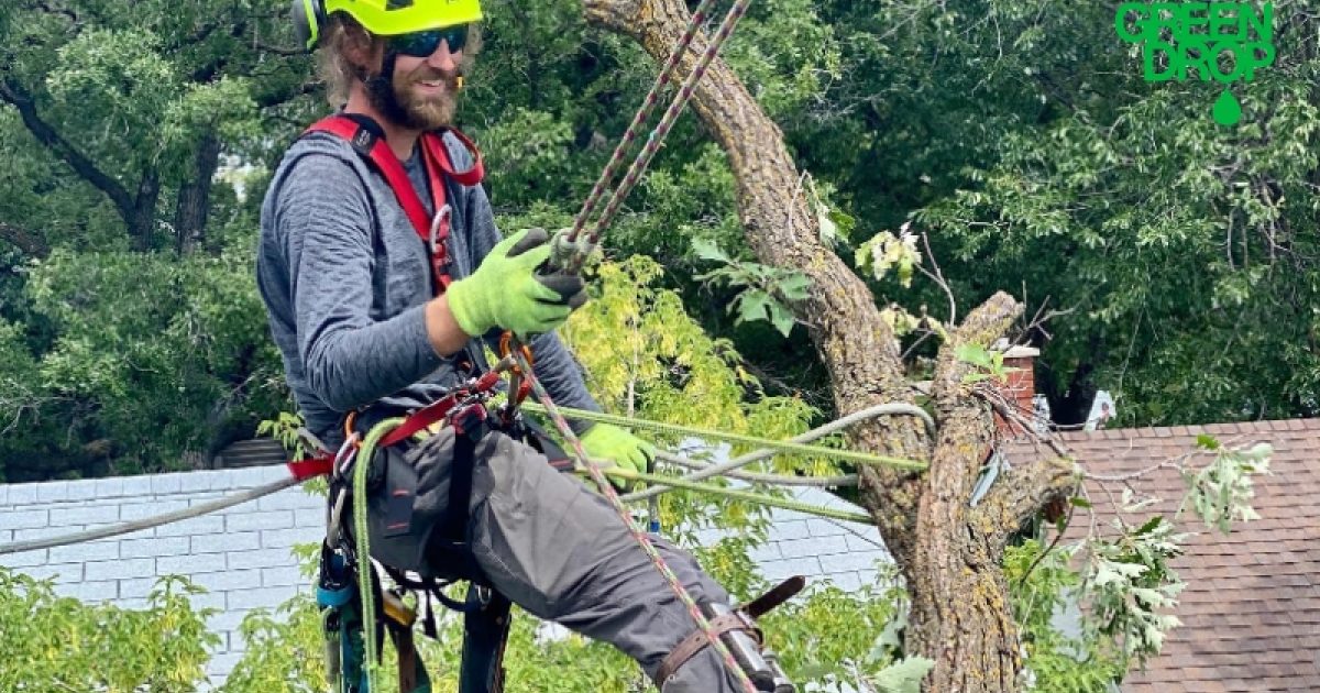 Everything You Need to Know About Pruning Trees in Calgary