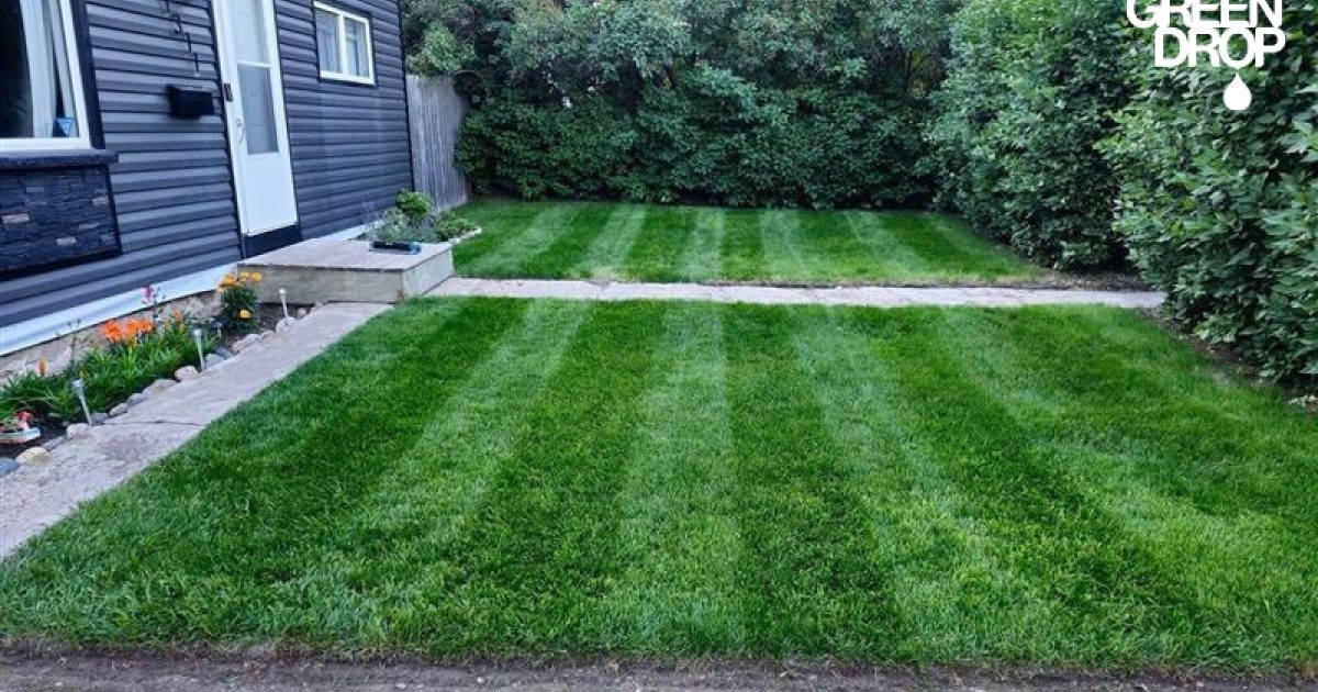 Mystery of Dandelions—Impact on Your Lawn's Look and Feel