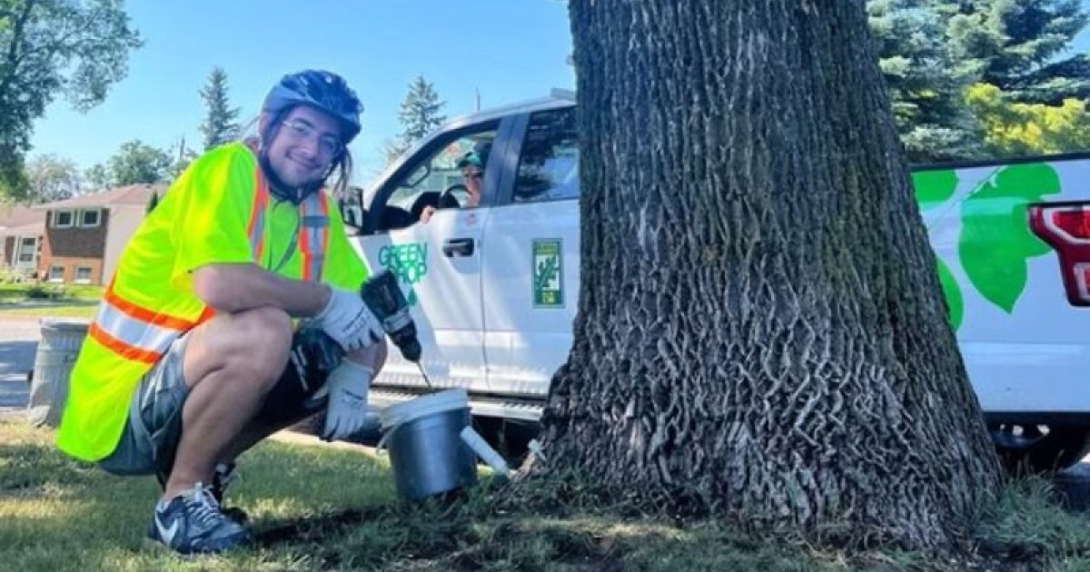 Protecting Calgary Trees from Storms, Diseases, and Pests