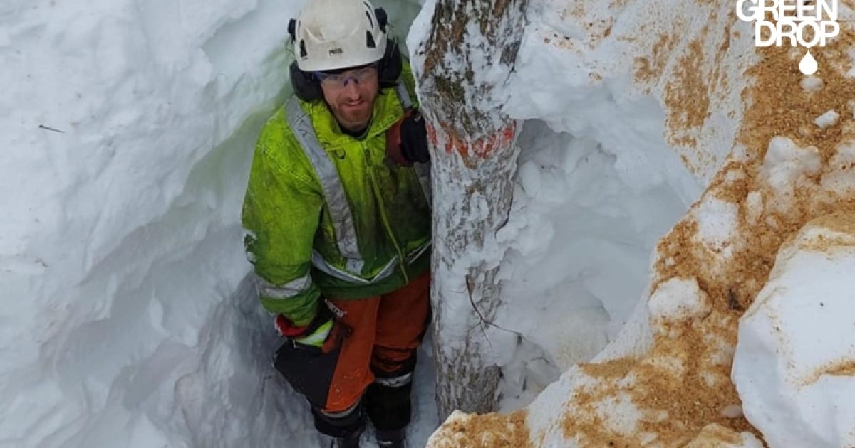 How You Can Prepare Your Evergreens for the Winter