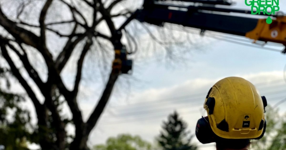 Asking Saskatoon Arborists Common Questions about Pruning