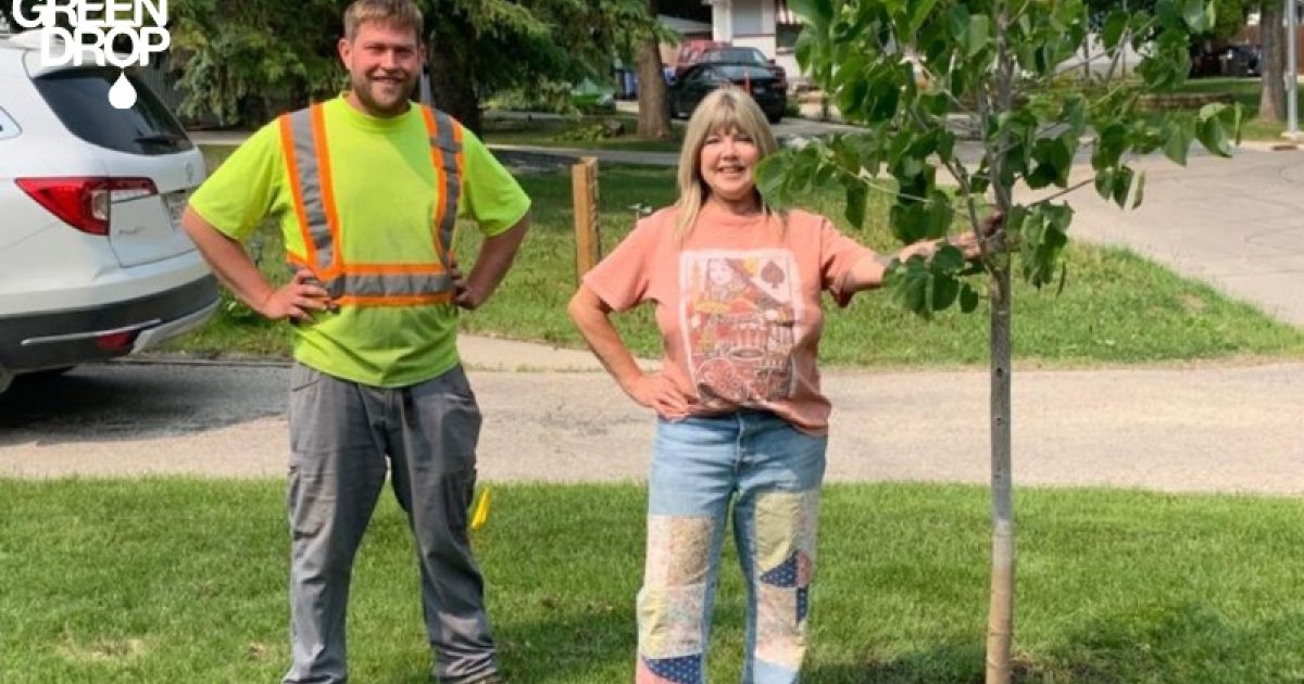 Why Fall is the Best Time to Plant a Tree Edmonton Yard