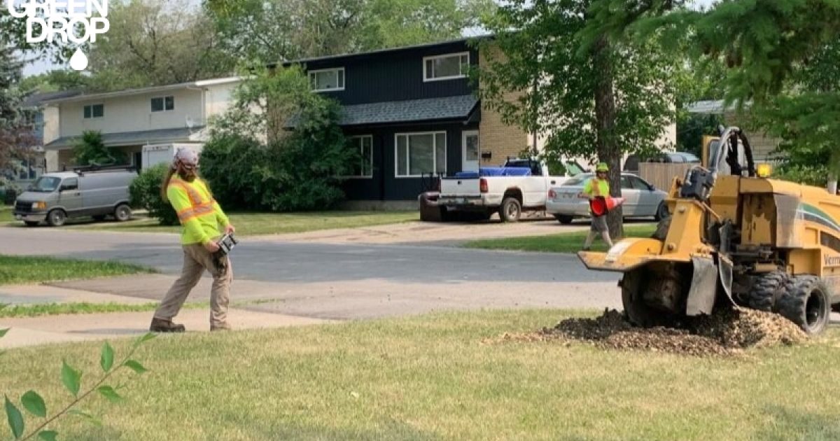 The Dos & Don’ts of Stump Grinding for Your Red Deer Lawn