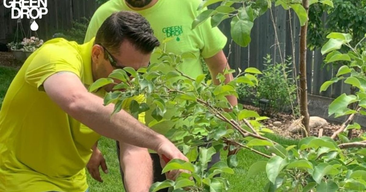 Calgary Tree Care Experts Debunk Tree Pruning Myths