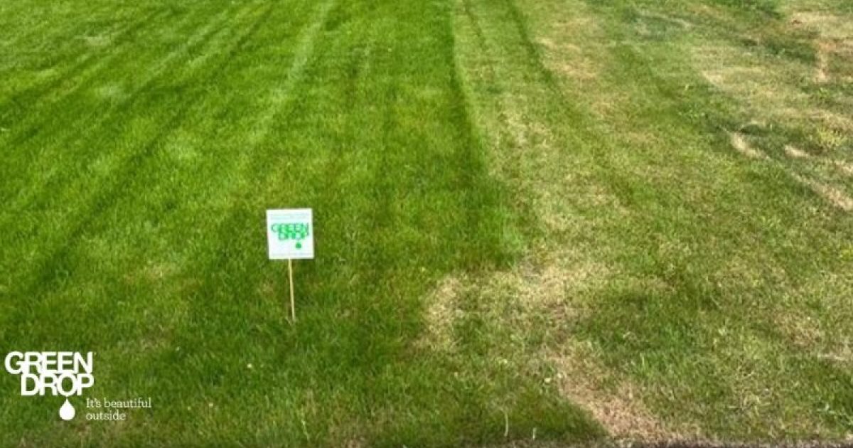 Chinch Bug Damage on Your Calgary Lawn? Here's How To Fix It