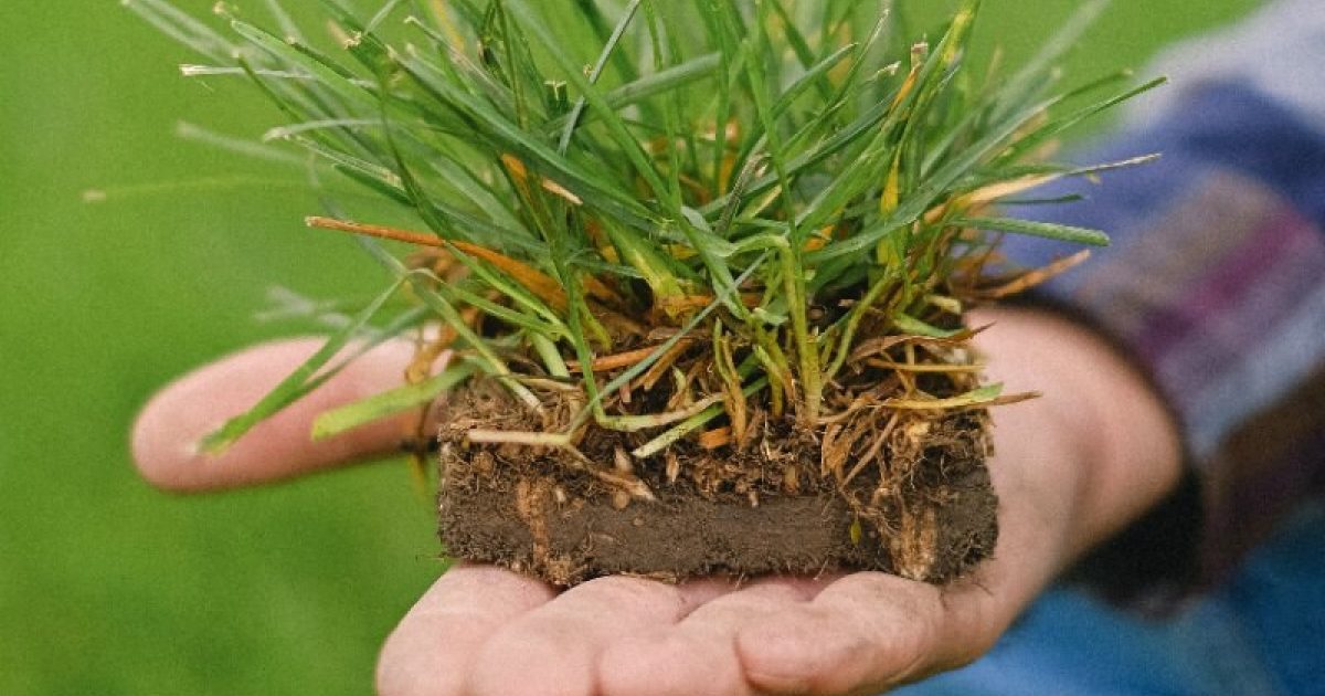 5 Signs Your Lawn Needs Overseeding and What to Do About It