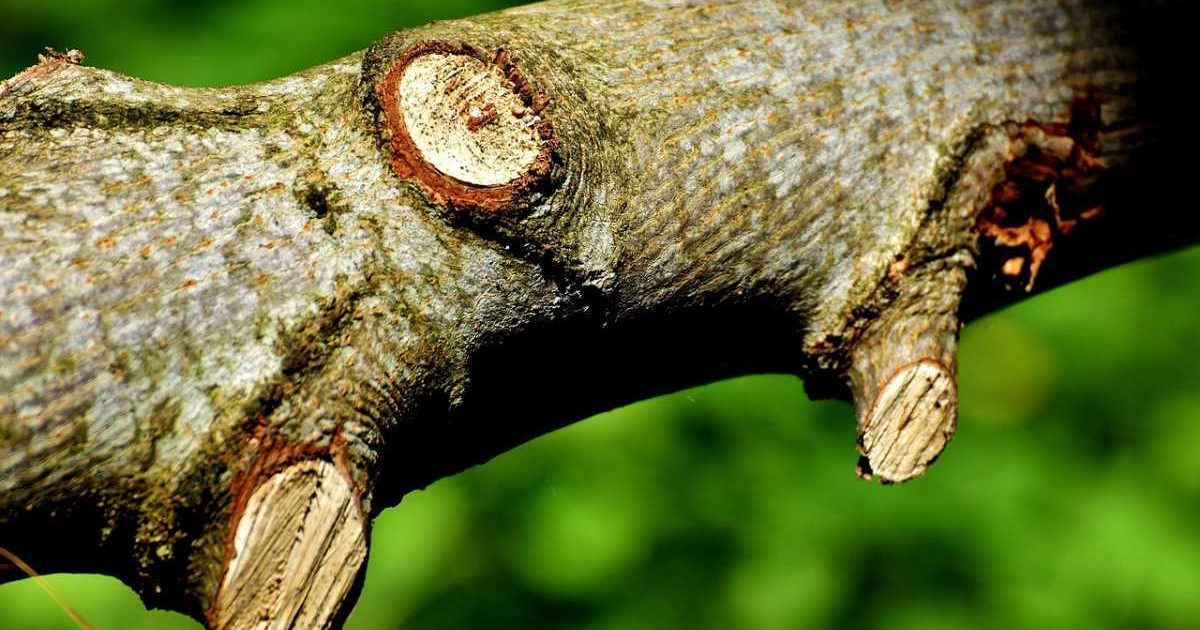 What is Tree Topping, and Why is it Bad? | Green Drop