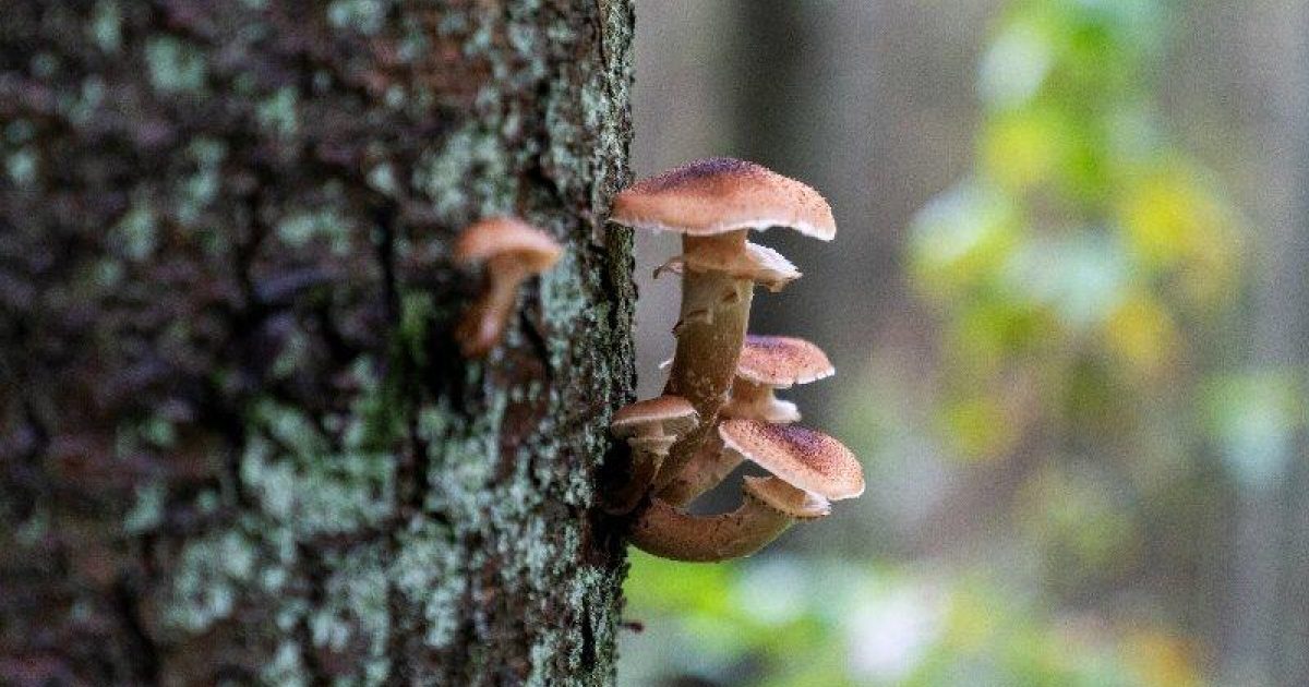 How to Spot Signs of Tree Decay and Disease and Act On Time