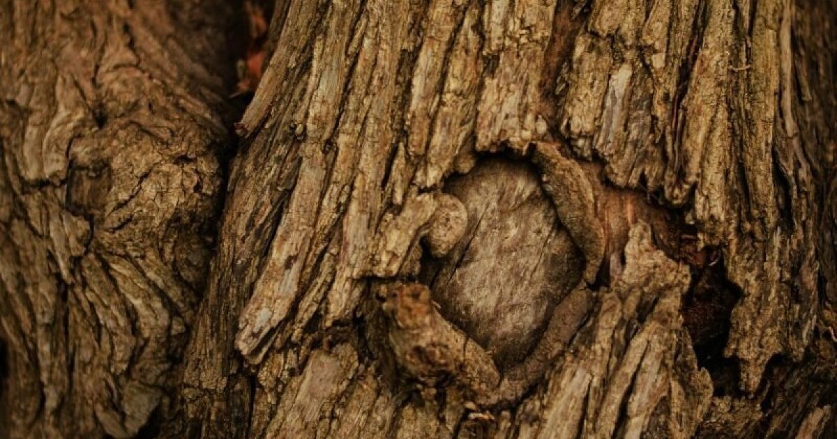 What Happens to Deciduous Trees in Winnipeg Winters?