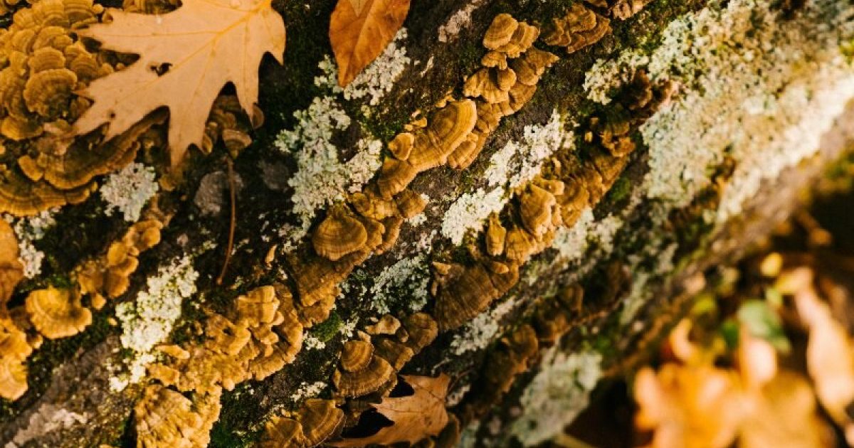 Most Common Tree Diseases in Saskatoon and How to Stop Them