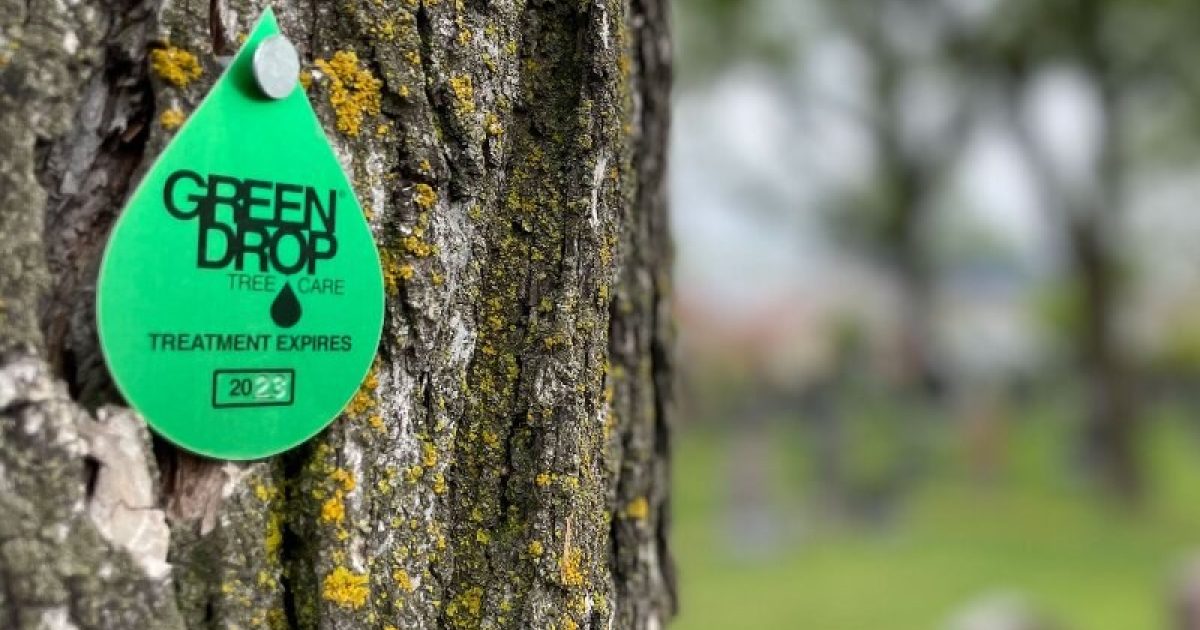 11 Signs Your Trees Need Some Pampering - Expert Advice