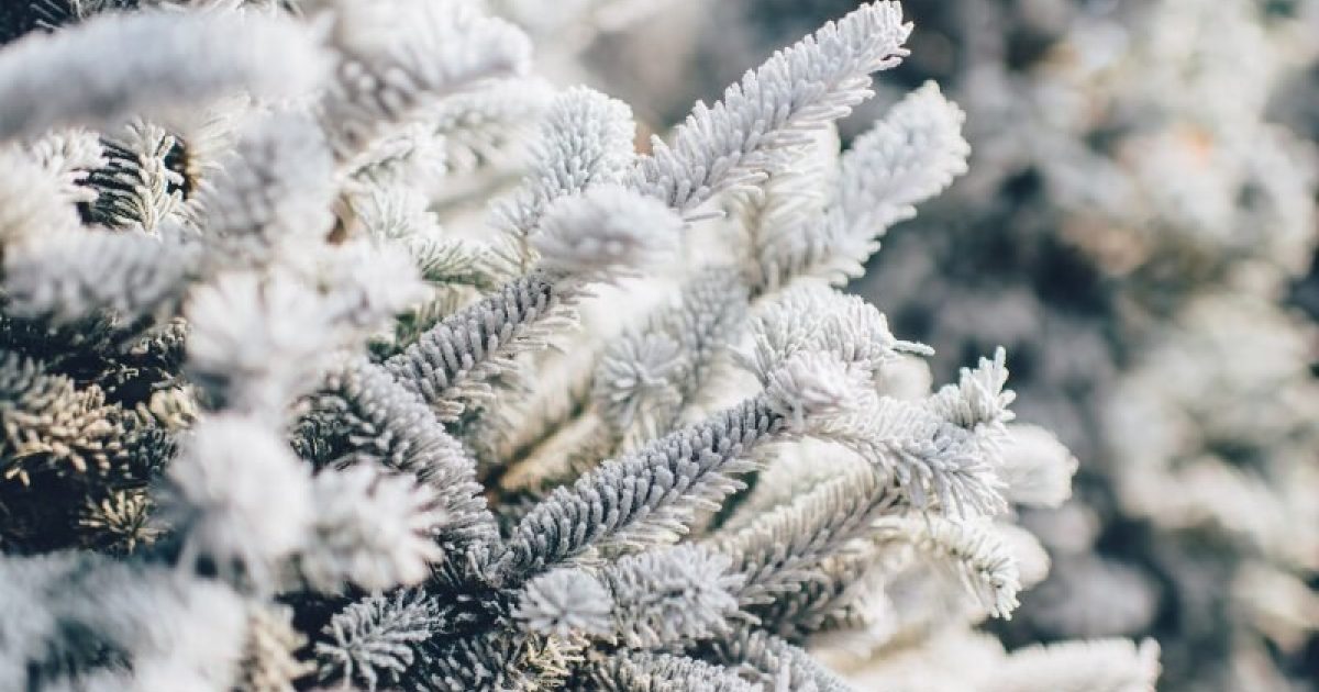 Salt Damage to Trees - Effects and How to Avoid Them