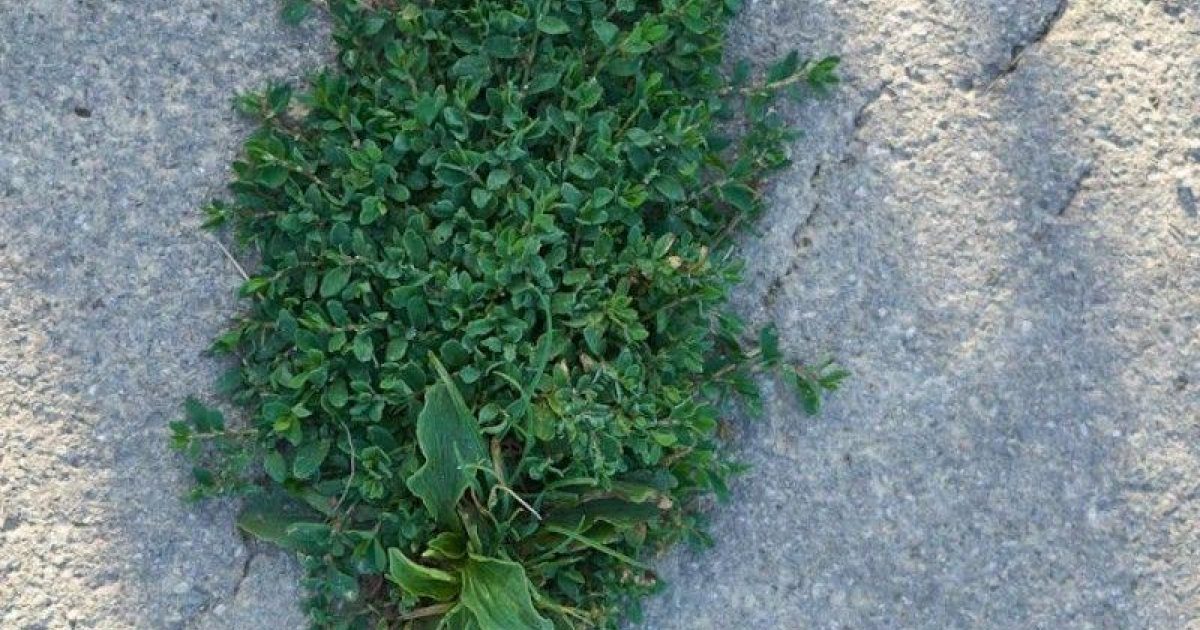 How to Control Weeds in Commercial Pavement Areas