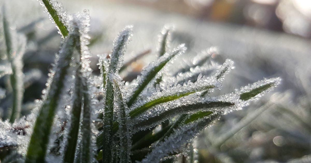 Thrive Through Winter: Top Cold Season Grasses for Your Lawn