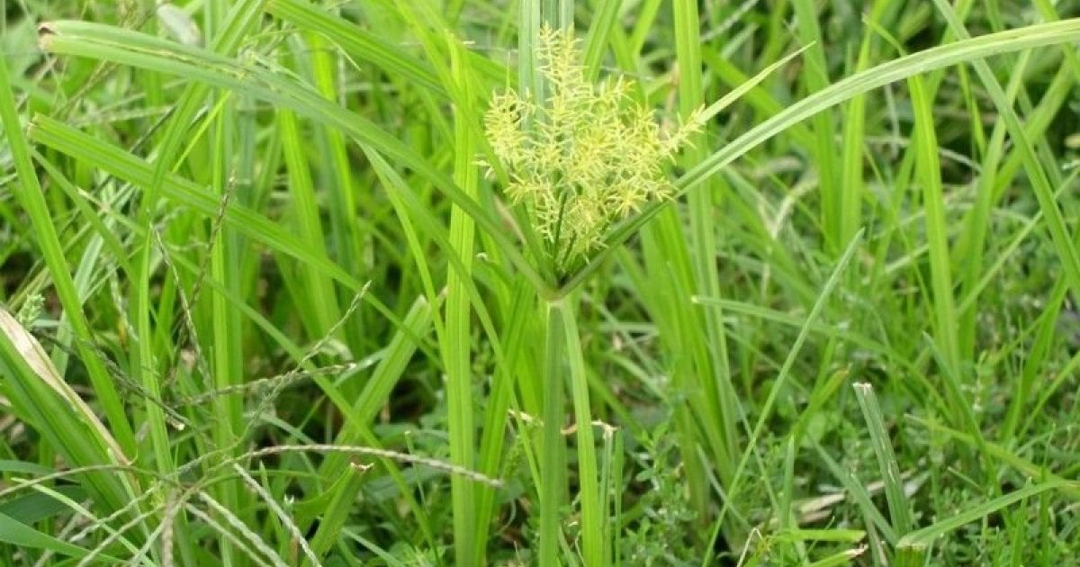 What Are Sedge Weeds & How to Remove Them from Your Lawn